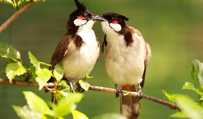 Những cách nuôi chim chào mào dành cho người mới phải biết - CHIMHAY
