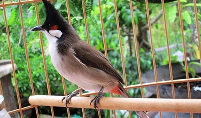 Hướng Dẫn Cách Thuần Chào Mào Bổi Chuẩn Nhất - CHIMHAY