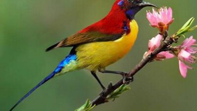 Chim Hút Mật Ăn Gì? Cách Nuôi Chim Hút Mật Qua Thức Ăn Chuẩn - CHIMHAY