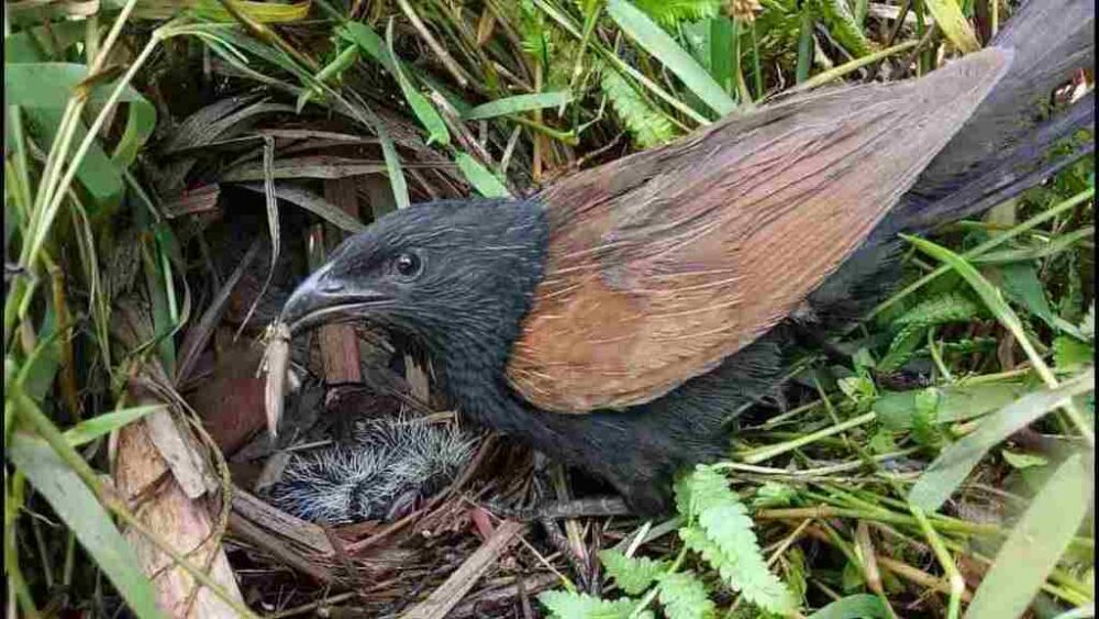 Chim bìm bịp có đặc điểm gì? Gía trị của loài chim này - CHIMHAY