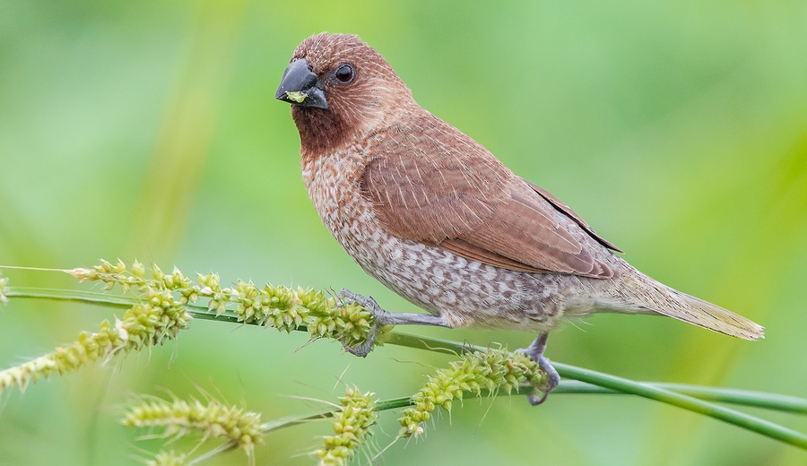 Chim Dodo - Thông tin chi tiết về loài chim đặc biệt - CHIMHAY